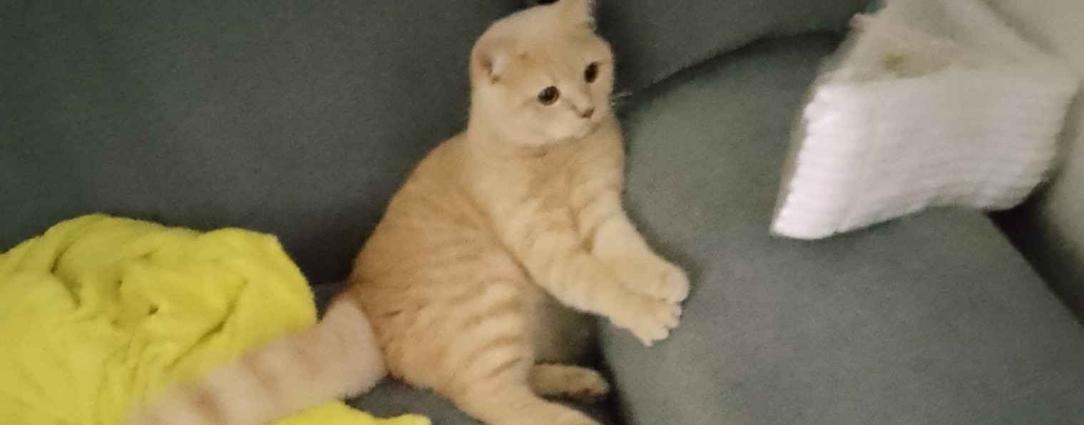 котёнок персик