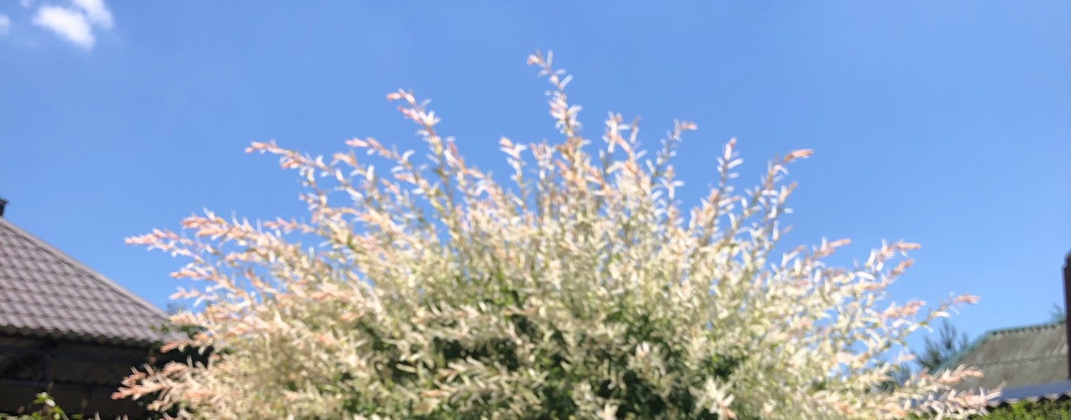 Садовница Аня