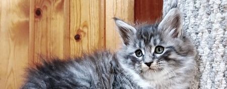 Мейн-куны Корги Екатеринбург