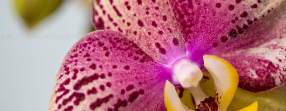 Орхидеи в фокусе