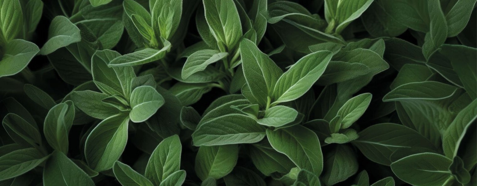 Исцеляющая капля