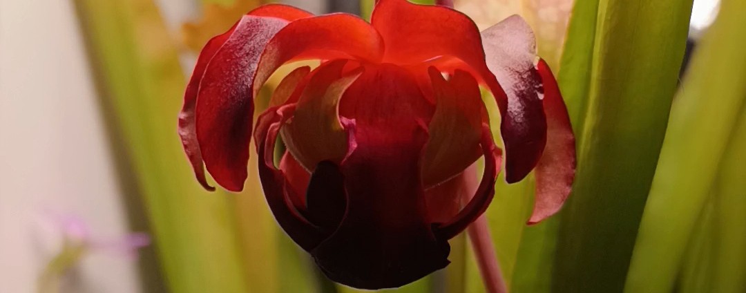 Мои растения и я