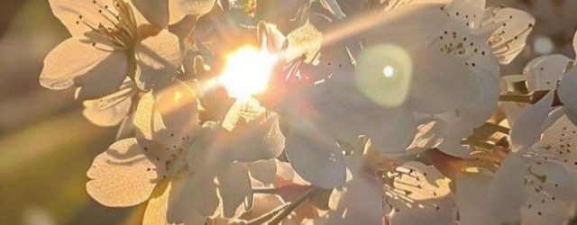 Энергия жизни