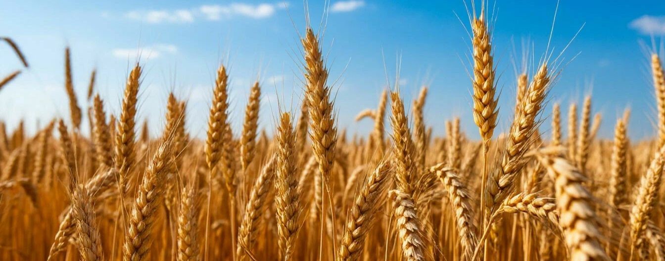 ВОЗРОЖДЕНИЕ