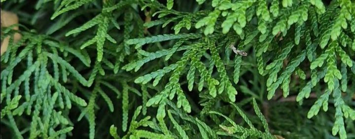 Оля Косогова