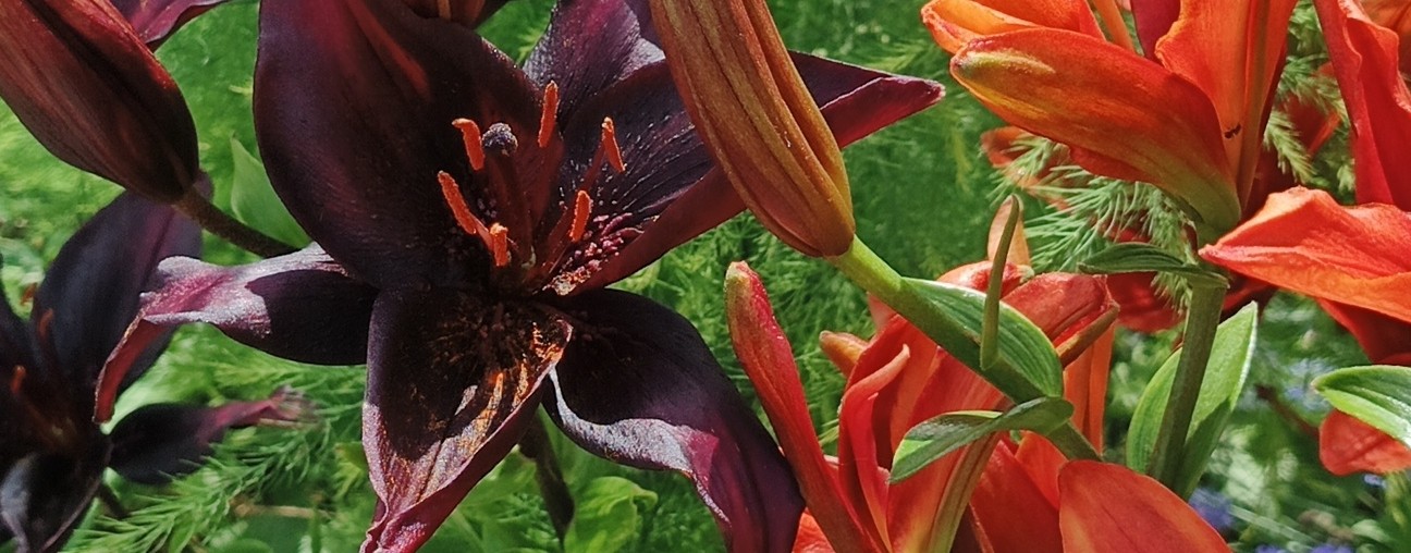 Жизнь Инвалида На Даче.