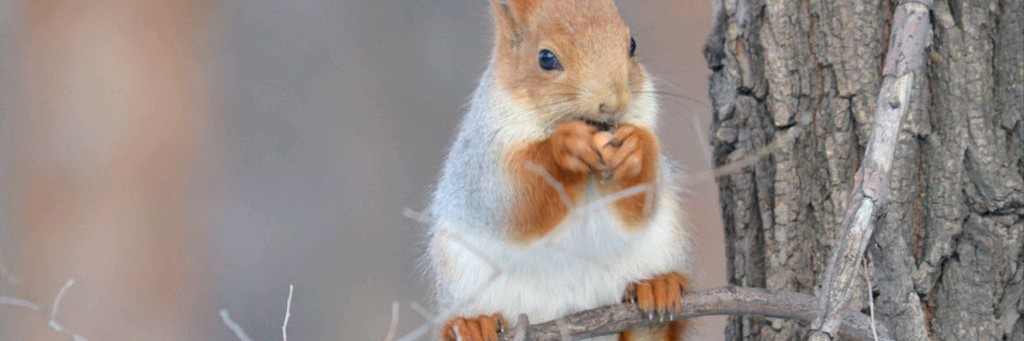 Обычный Глюк