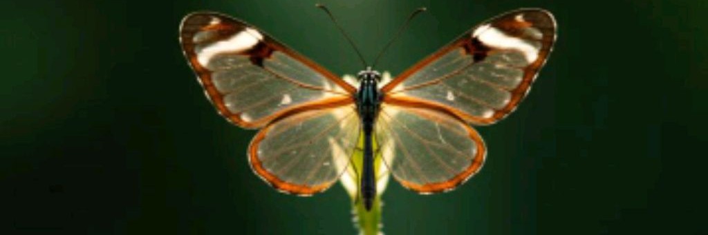 ︎꧁☆❤️❀𝑆ⲟƒ𝚒ℽ𝗮❀❤️☆꧂