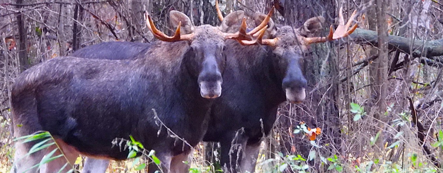 Земля Заречного