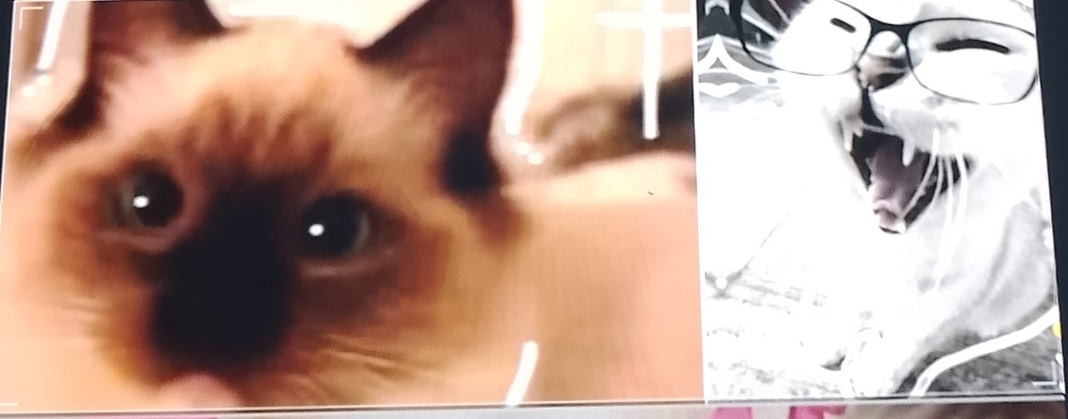 MewShow