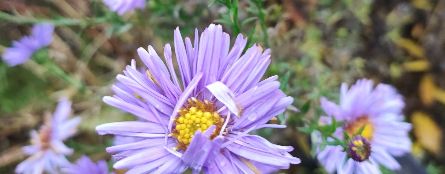 Мой пестрый мир