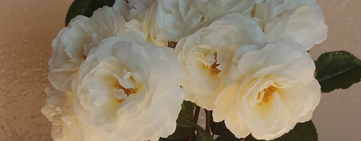 Софья Грищенко