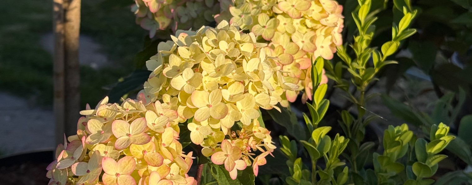 Сад~Бутик с Любовь М. | Уход за садом