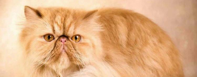 Лего и Виндолс