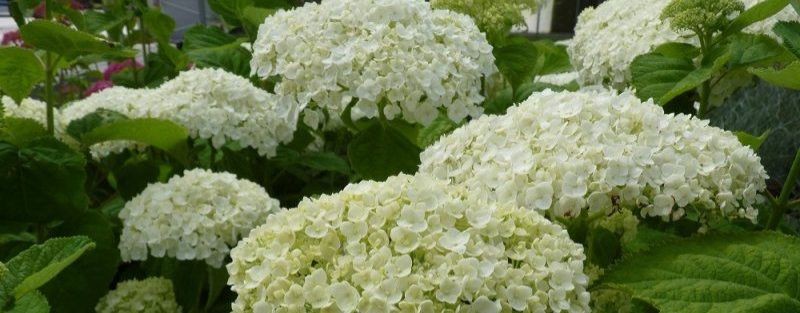 Питомник растений  "Ленивые Сады"