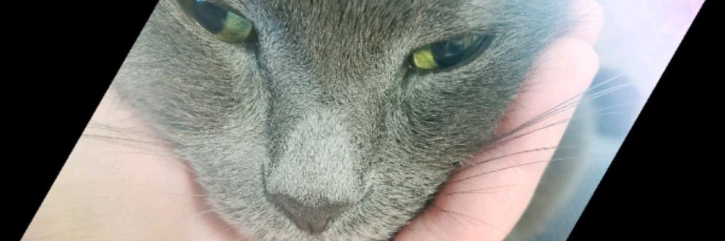 Тутка Котик