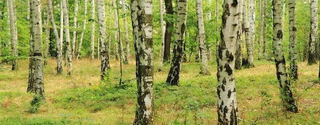 Анар Дримс | Anar Dreams