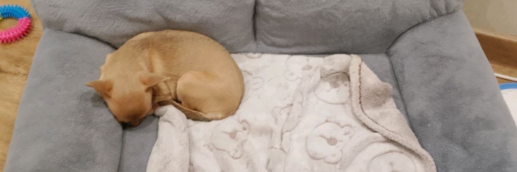 Алина Файзуллина И Собаки 💗