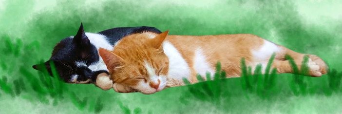 Котики компотики