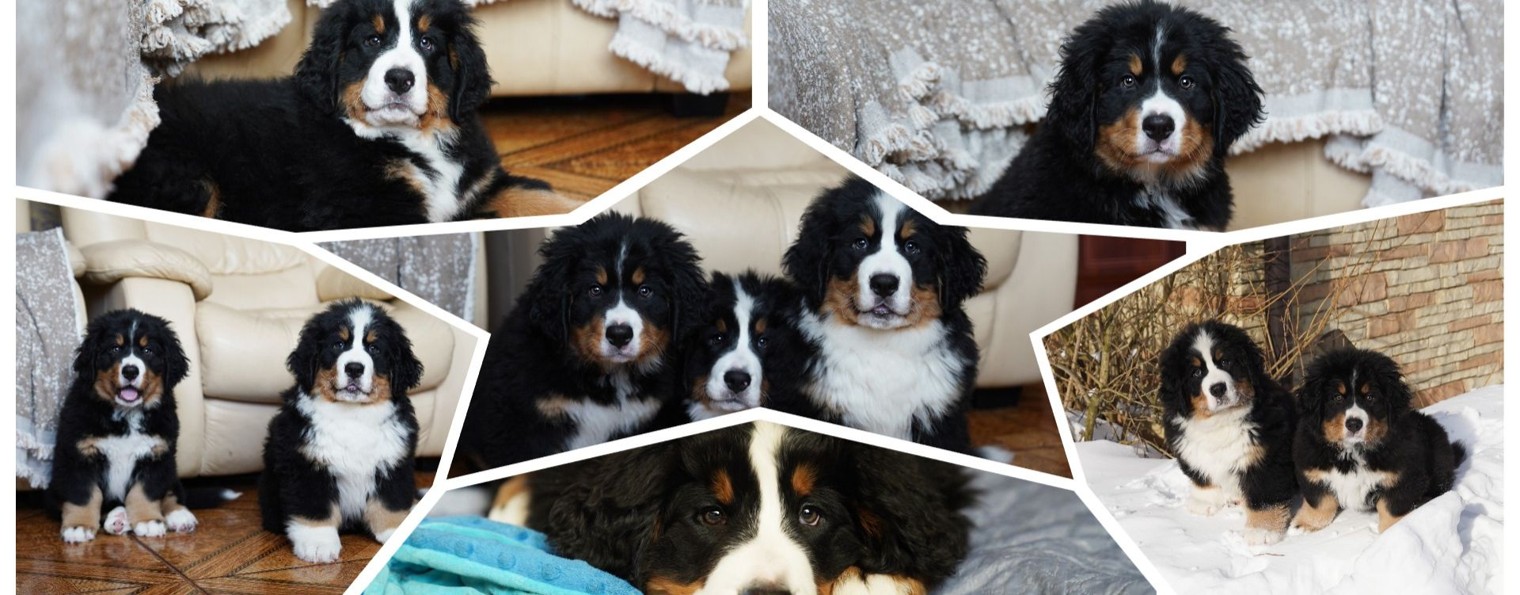 Фасциальный массаж для животных.