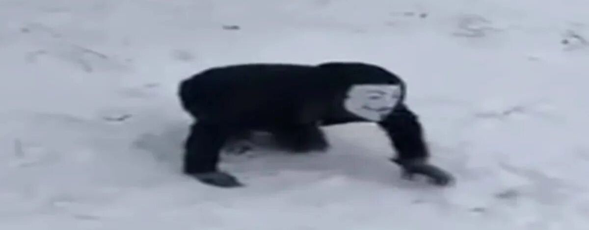 Снюсоед Gaming