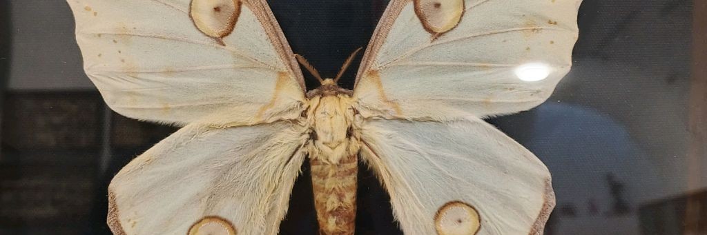 Никшоман доловесв