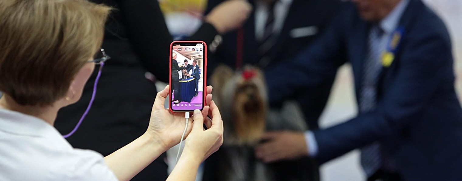 Video. Dog Show - Yorkshire Terrier