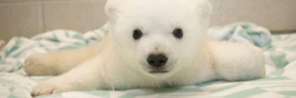 🐺ВОЛЧИЦА ДАРИНА💜(сестра Волф)