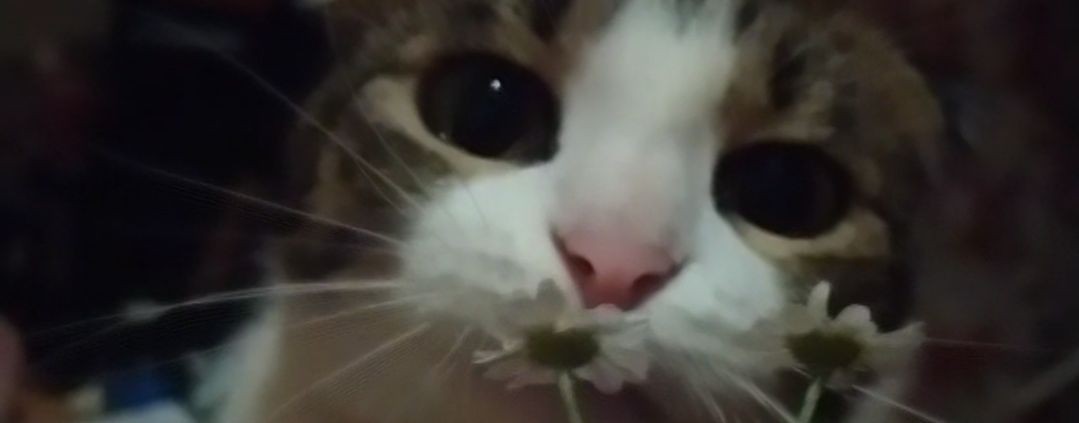 Кошка Маша на канале