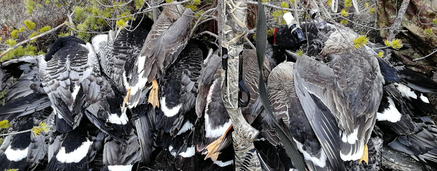 Архангельский гусятник