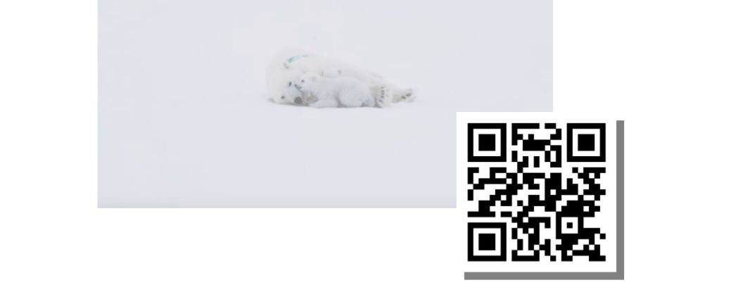 Белая медведица