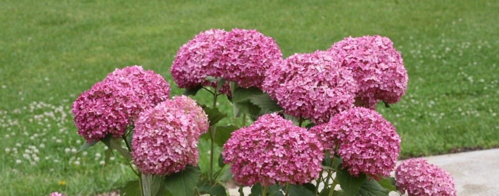 Бесконечное Лето