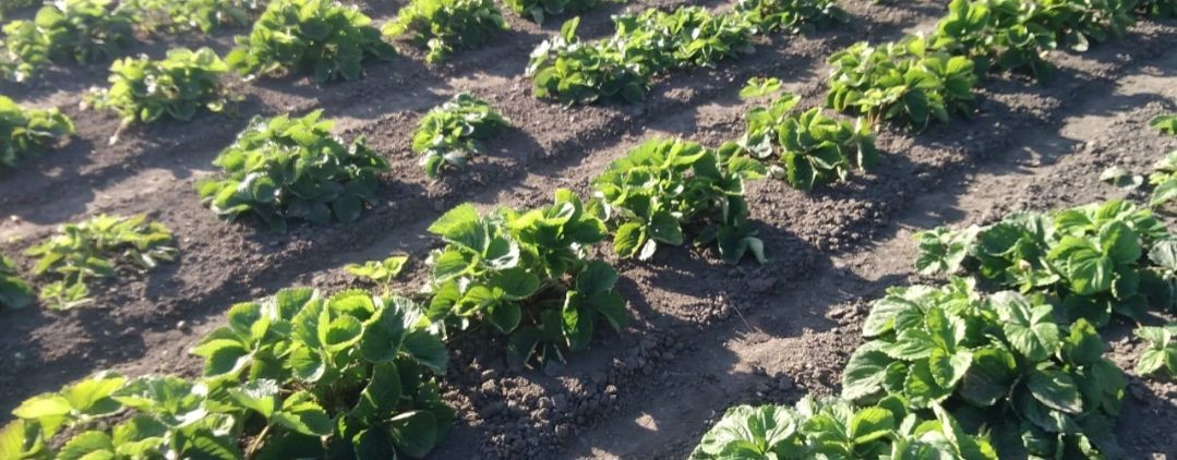 Oksana.   Рукоделие и растения