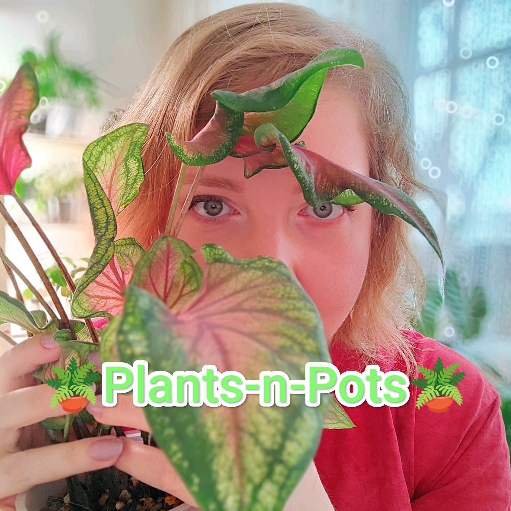 🪴Plants-n-Pots🪴