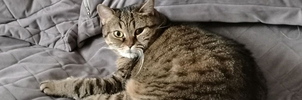 😻Банда котиков😻