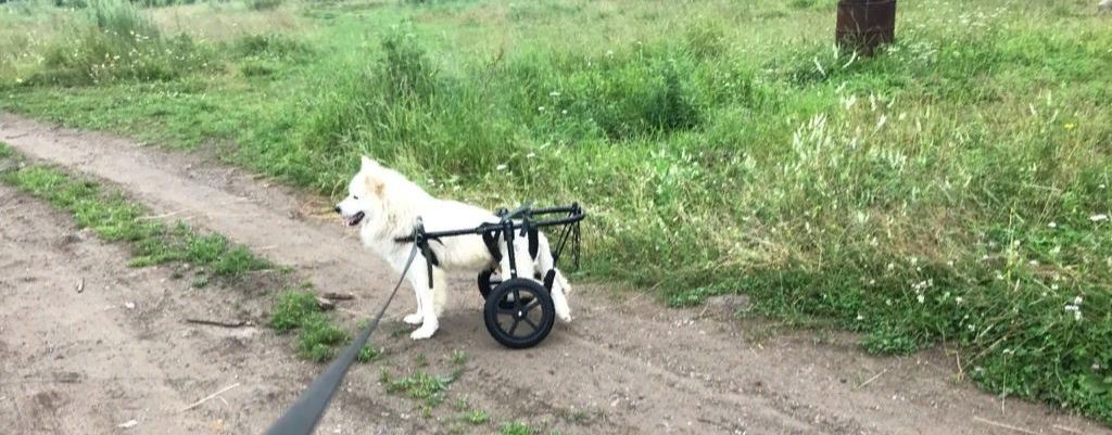 MarkMobile | Инвалидные коляски для животных