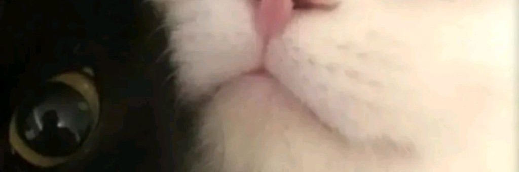 Сафия -Марс котик котики мяу мур