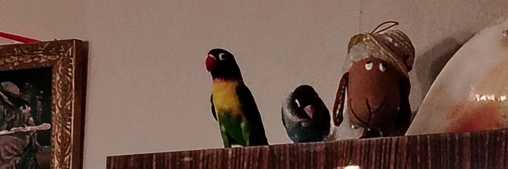 Животные, Моя Любовь