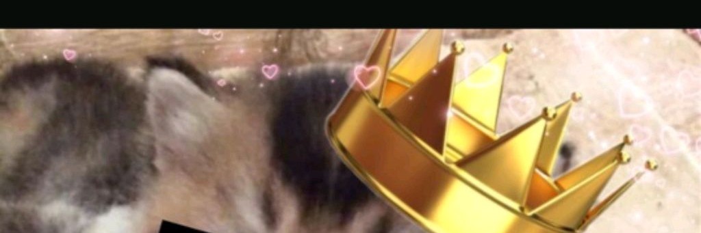 Красивые Котики。･:*:･(✿◕3◕)❤◌⑅⃝ᵐᶦˢˢ(꜆˘͈ෆ˘͈꜀)ʸᵒᵘ⑅⃝◌