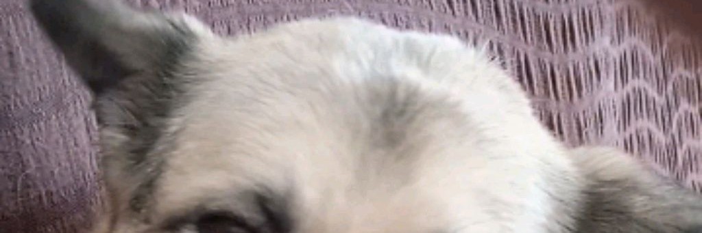 Собачья Жизнь