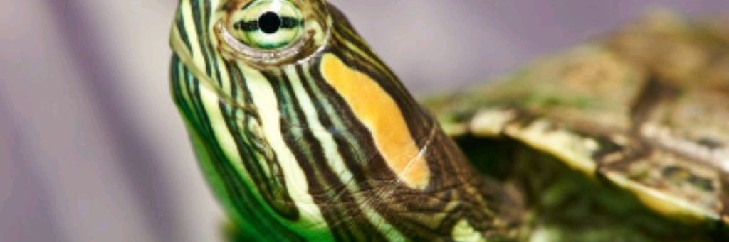 Жизнь Красноухих Черепах