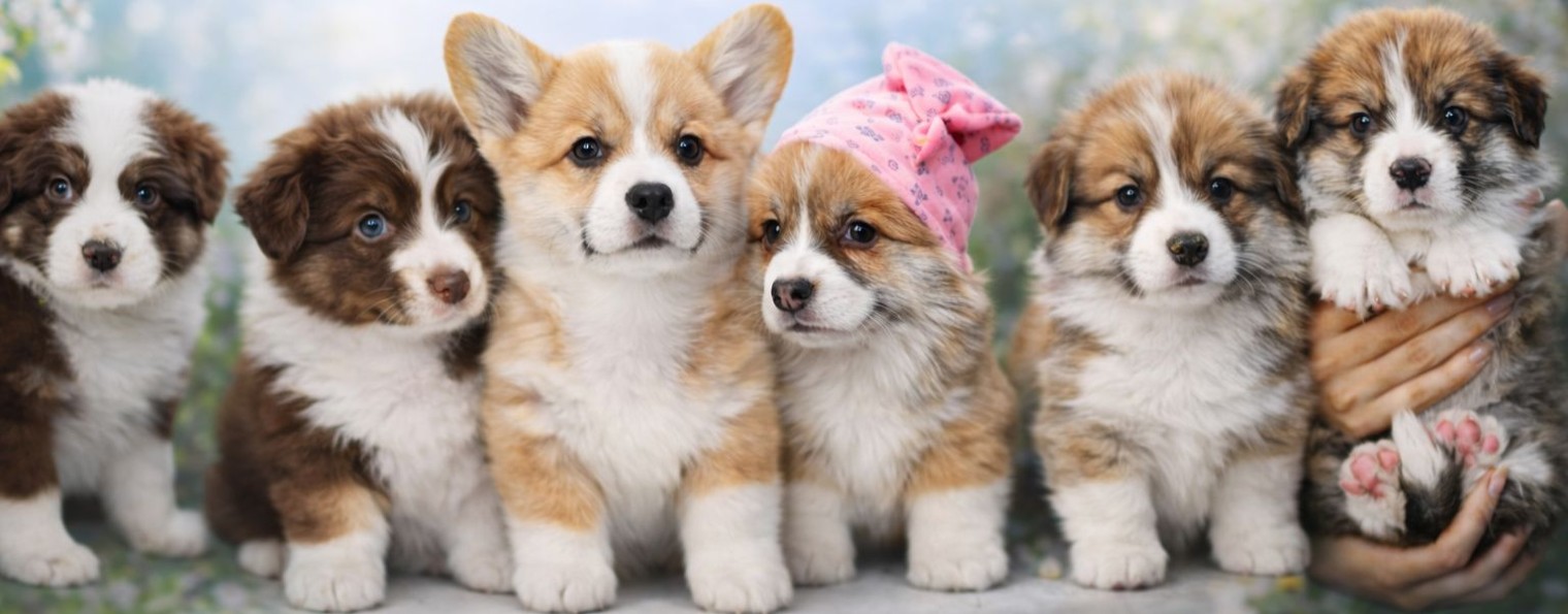 Питомник корги и мини-аусси Радость Бытия