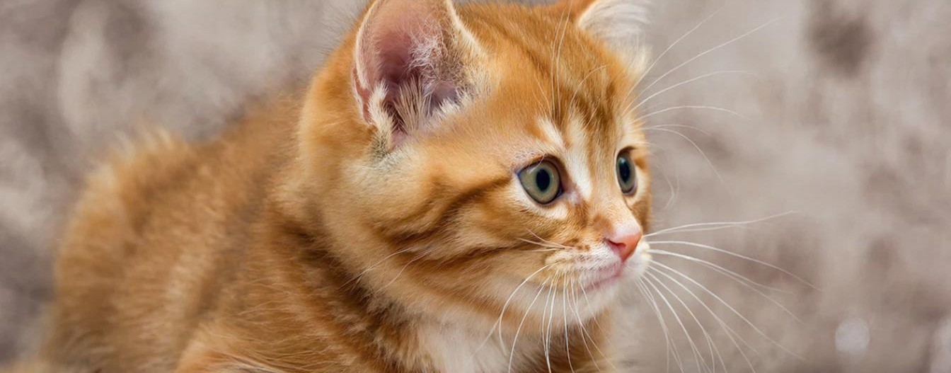 МНЕ 7 ДЕТСКИЙ