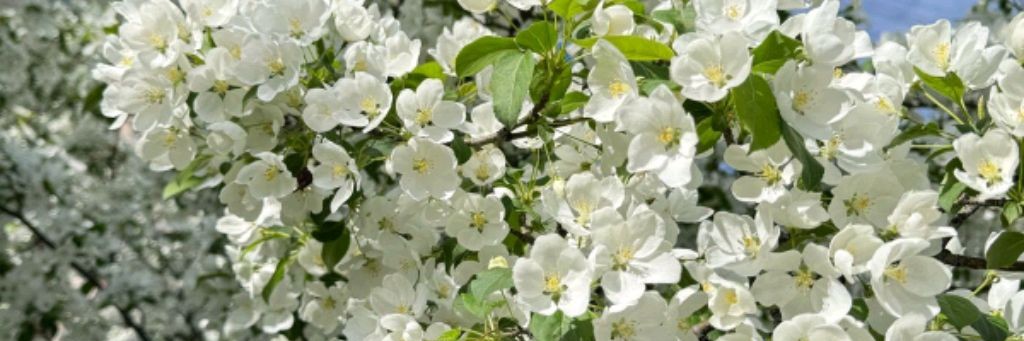 Зелёный Филолог