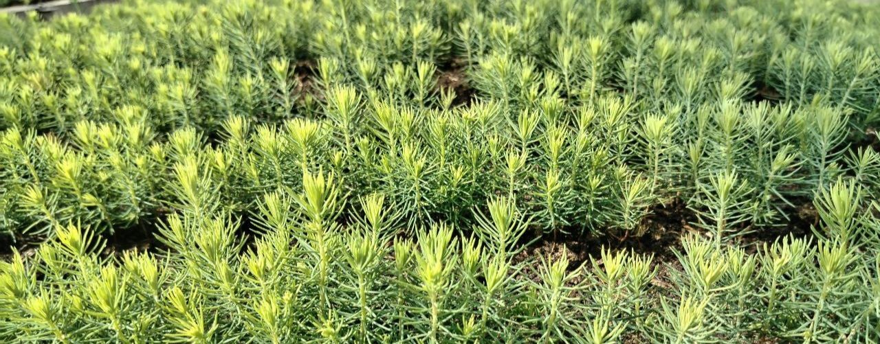 Сегежа Групп