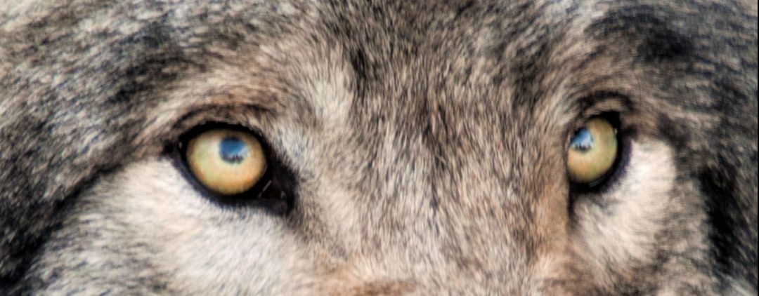 Бульбаш Лайф