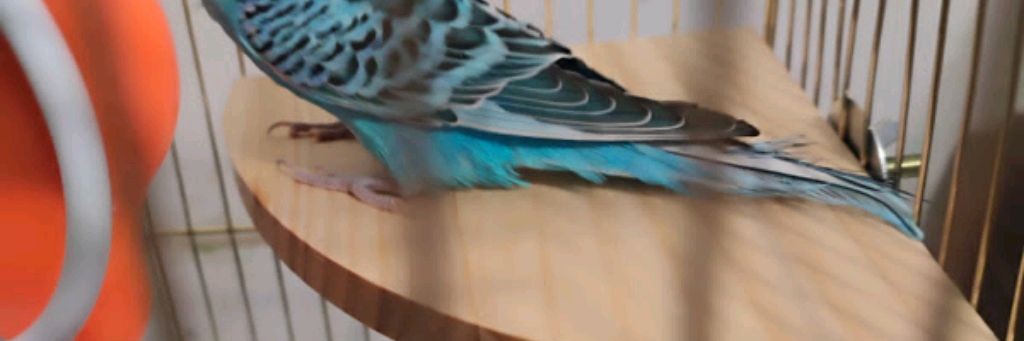 Александр Кеша Клюв