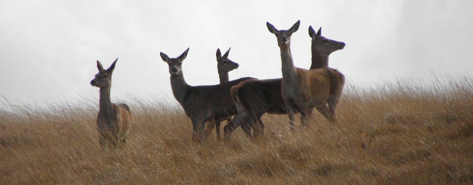 Interesting things around North Devon