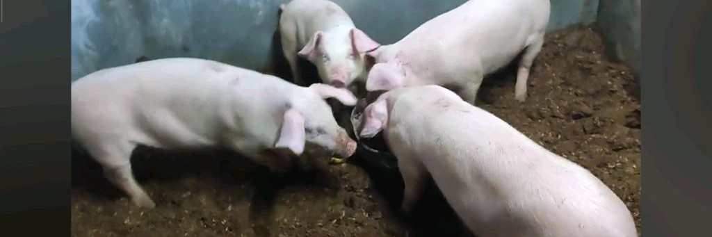 Не простое свиноводство