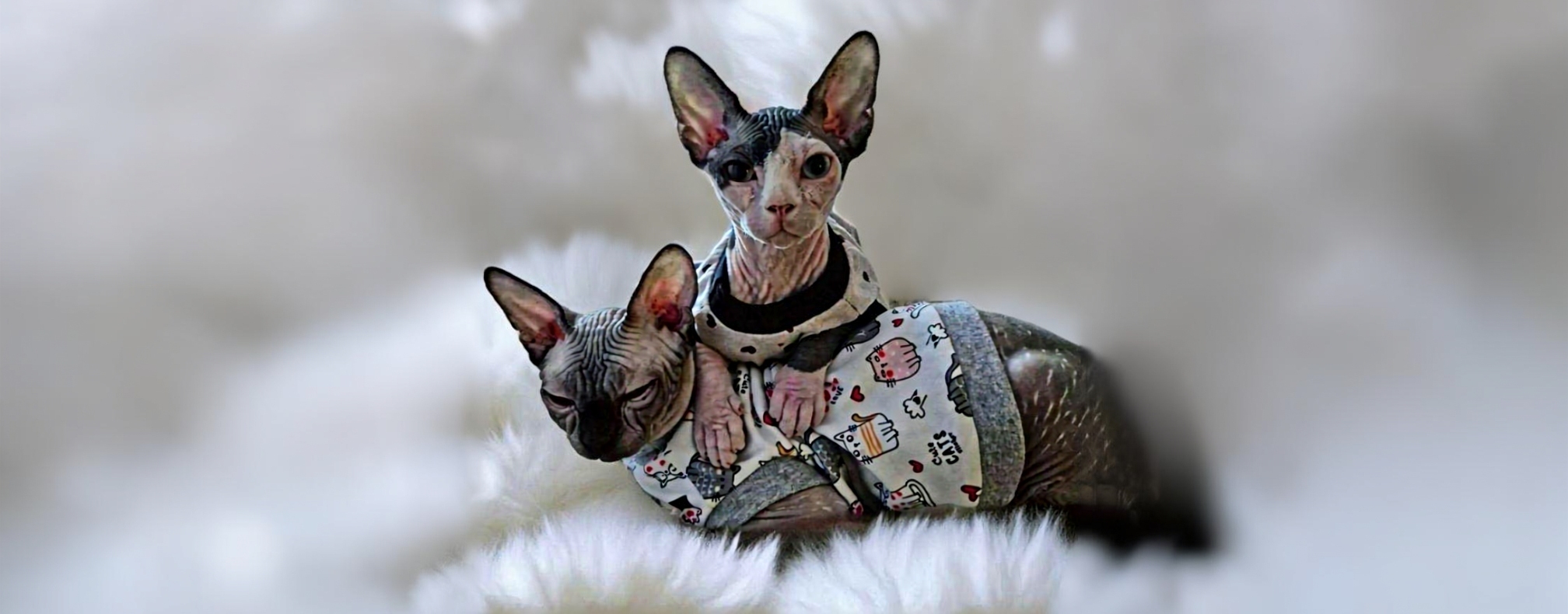 𝔹𝕦𝕟𝕟𝕪 𝔽𝕦𝕟𝕟𝕪 😸 𝕒𝕟𝕕 ℤ𝕖𝕦𝕤 🐈